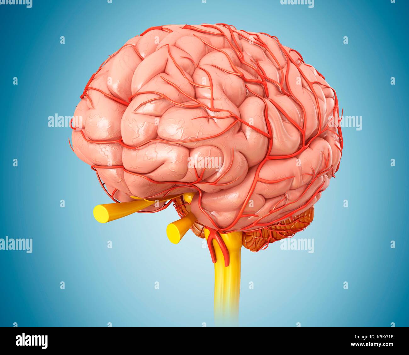 Anatomia del cervello umano immagini e fotografie stock ad alta ...