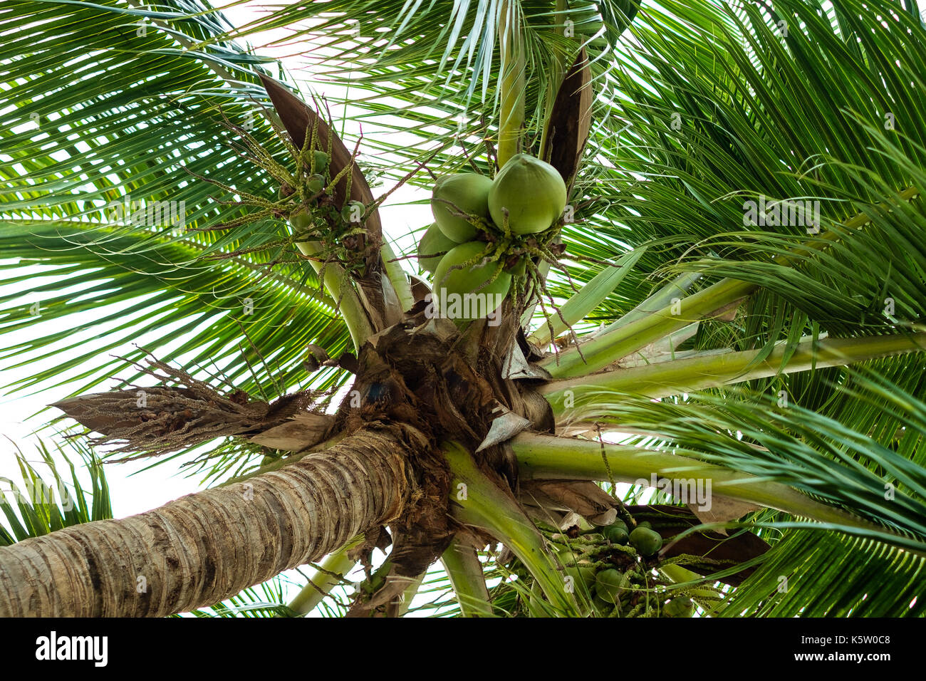 Noci di cocco in una palma immagini e fotografie stock ad alta ...