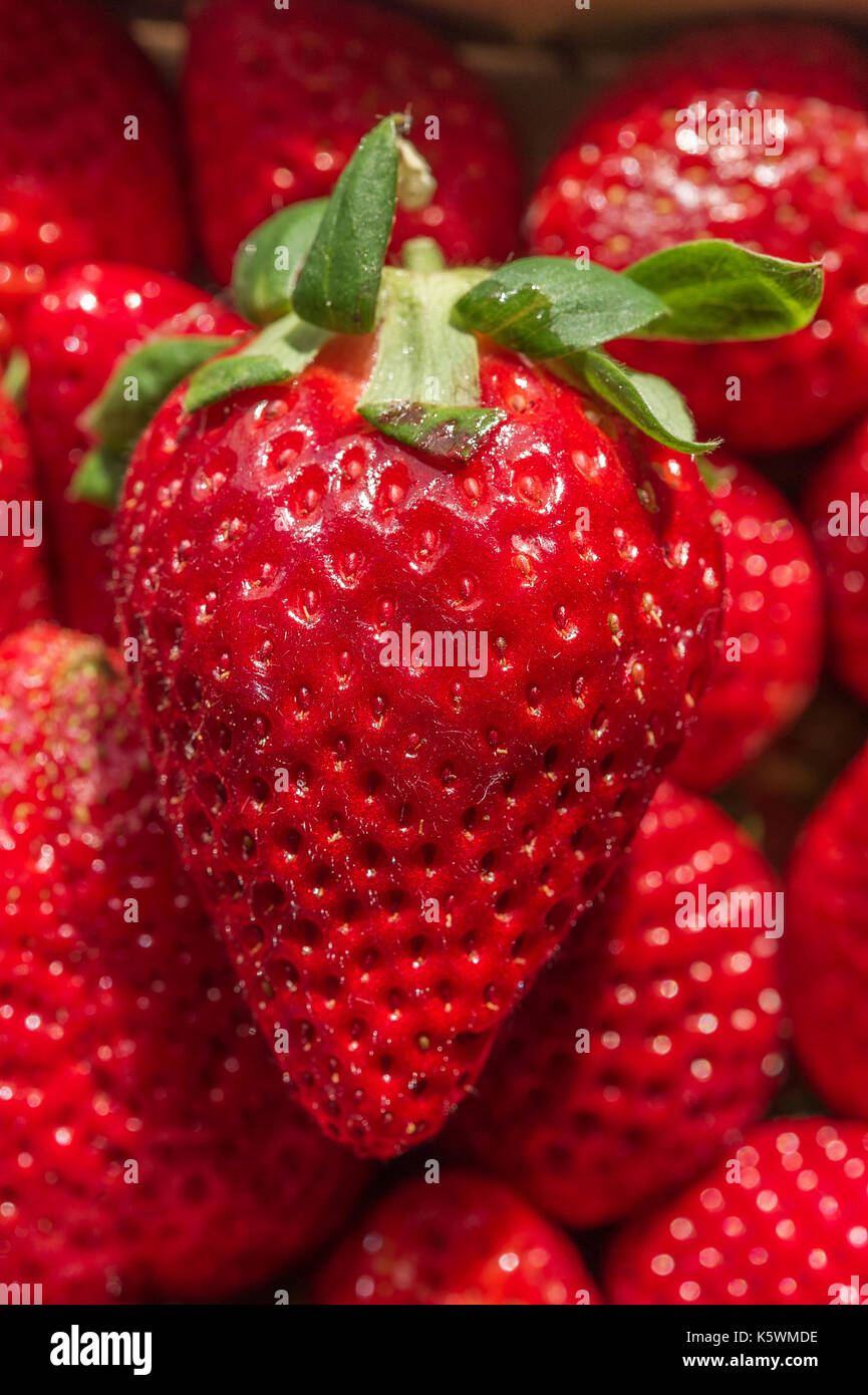 Fraises des bois immagini e fotografie stock ad alta risoluzione - Alamy