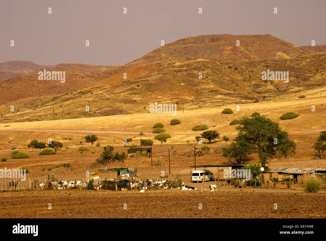 Capre africane immagini e fotografie stock ad alta risoluzione - Alamy