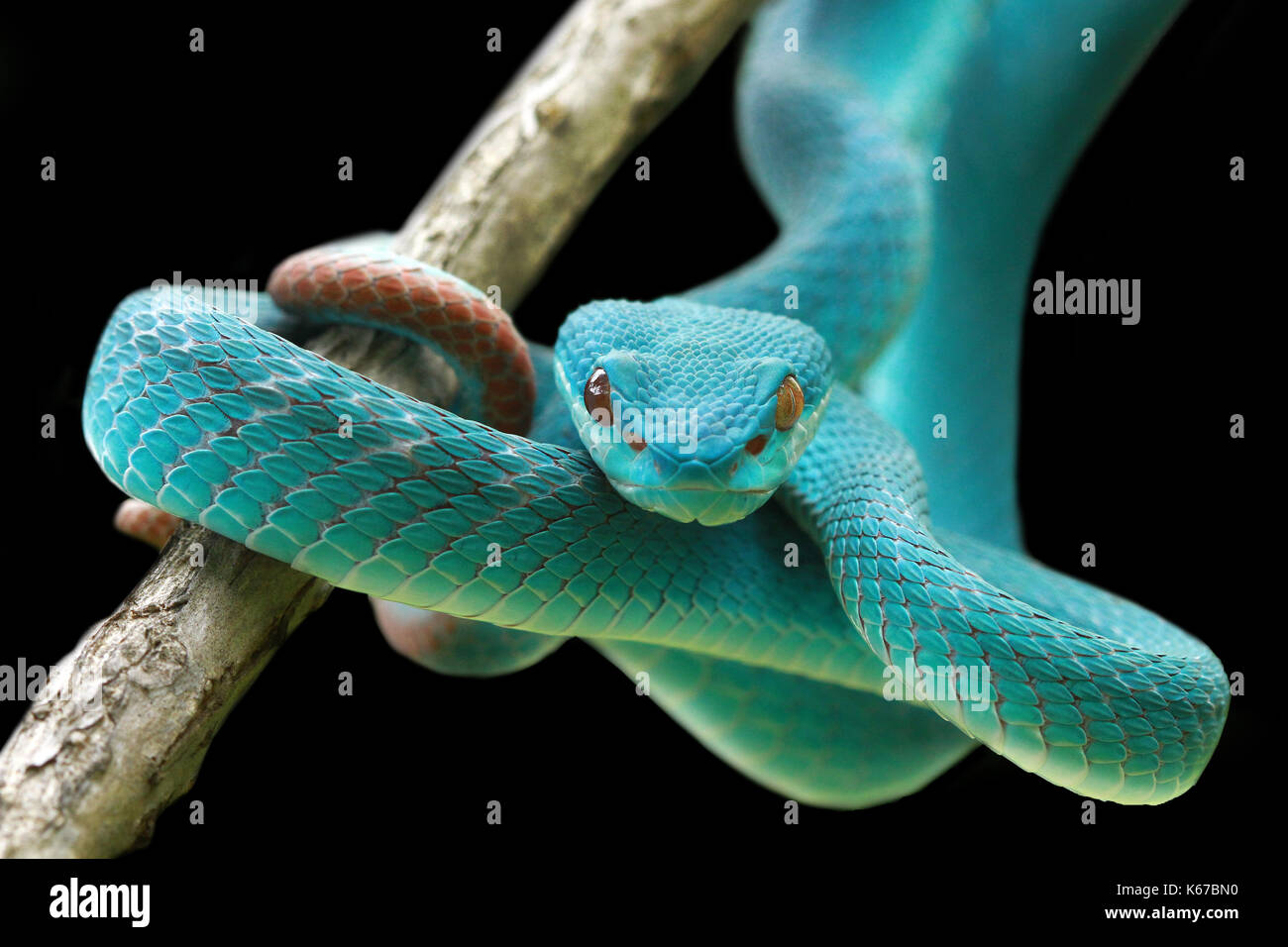 Serpente vipera blu immagini e fotografie stock ad alta risoluzione - Alamy
