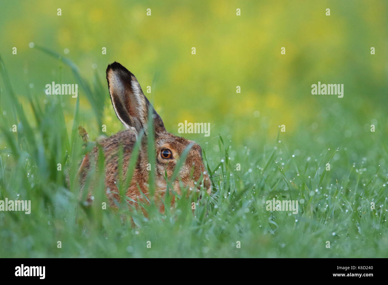 Lepre bagnata immagini e fotografie stock ad alta risoluzione - Alamy
