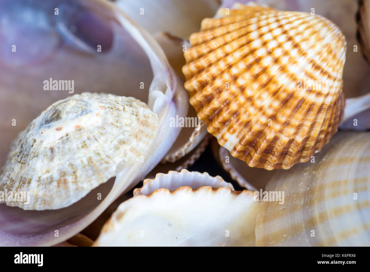 Conchiglie esotiche immagini e fotografie stock ad alta risoluzione - Alamy