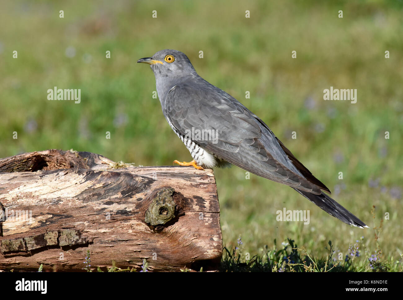 La canzone del cuculo immagini e fotografie stock ad alta risoluzione ...