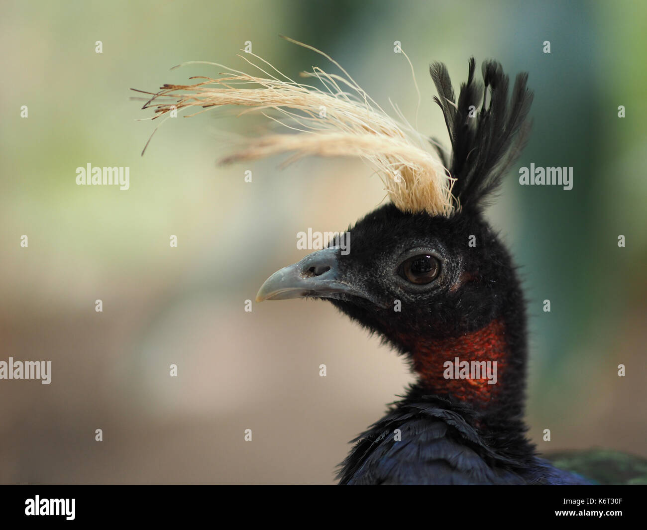 Uccello selvatico con una cresta nera sulla sua testa immagini e ...