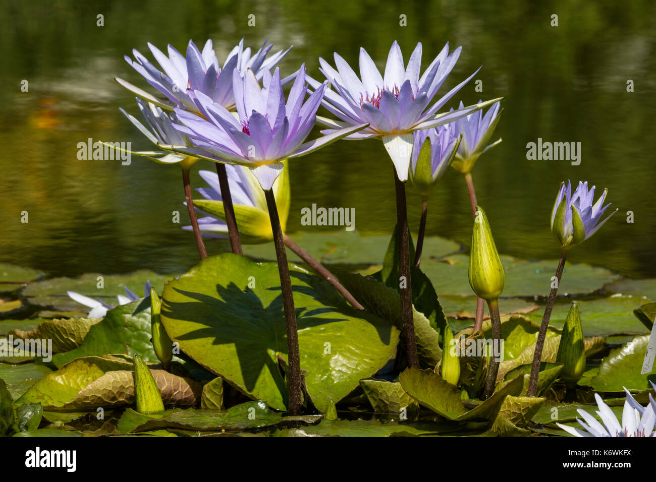 Ninfee del capo immagini e fotografie stock ad alta risoluzione - Alamy