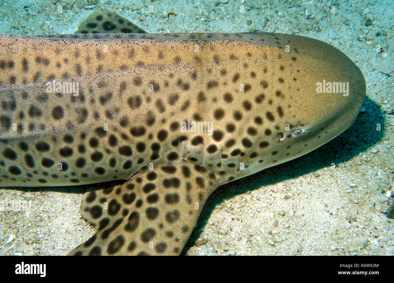 Zebra o Squalo Leopardo, stegostoma fasciatum, le isole Phi Phi, close ...