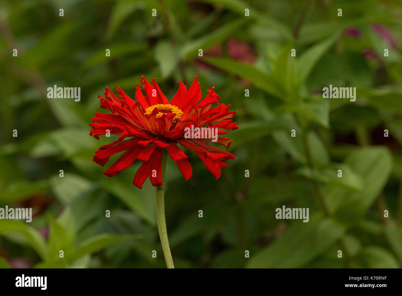 Pianta da giardino rossa immagini e fotografie stock ad alta ...