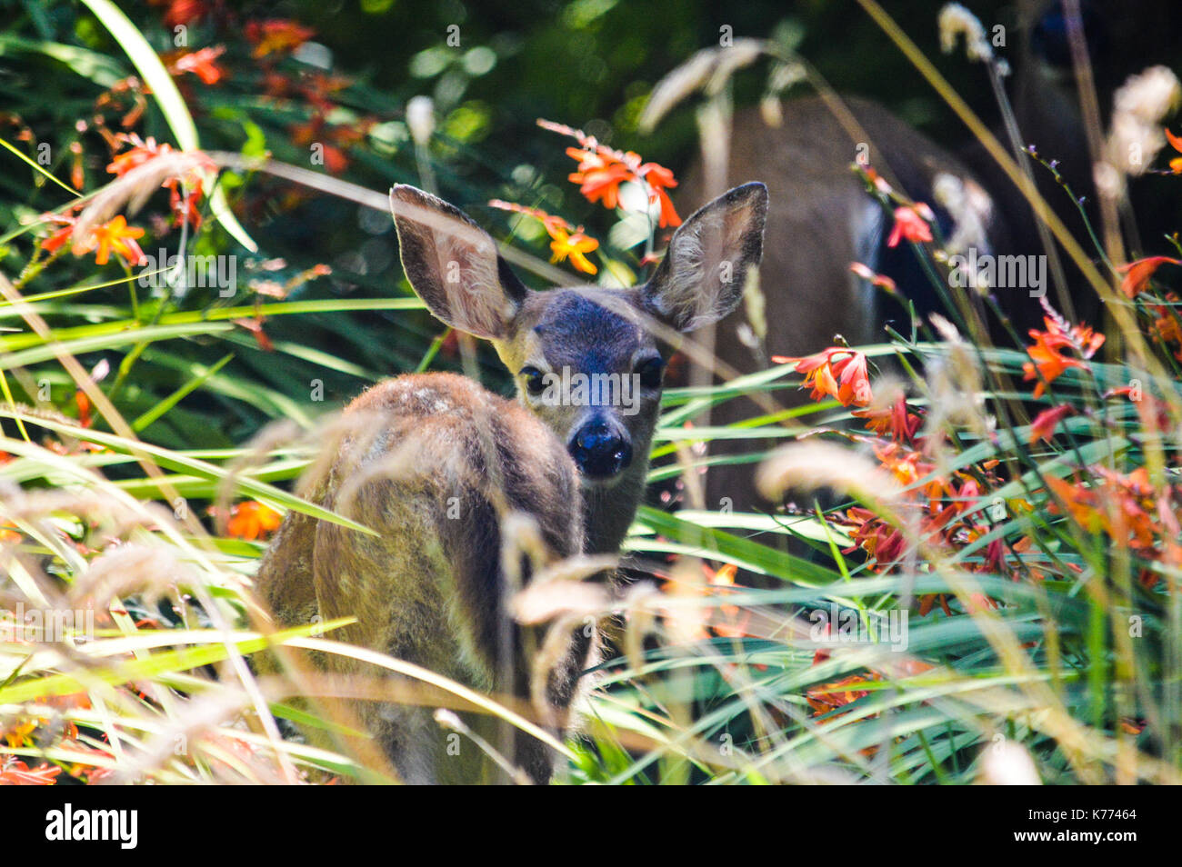 Animali con grandi orecchie immagini e fotografie stock ad alta ...