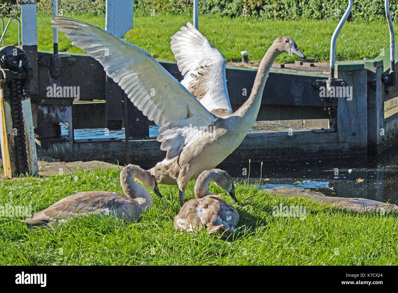 Piede di cigno immagini e fotografie stock ad alta risoluzione - Alamy