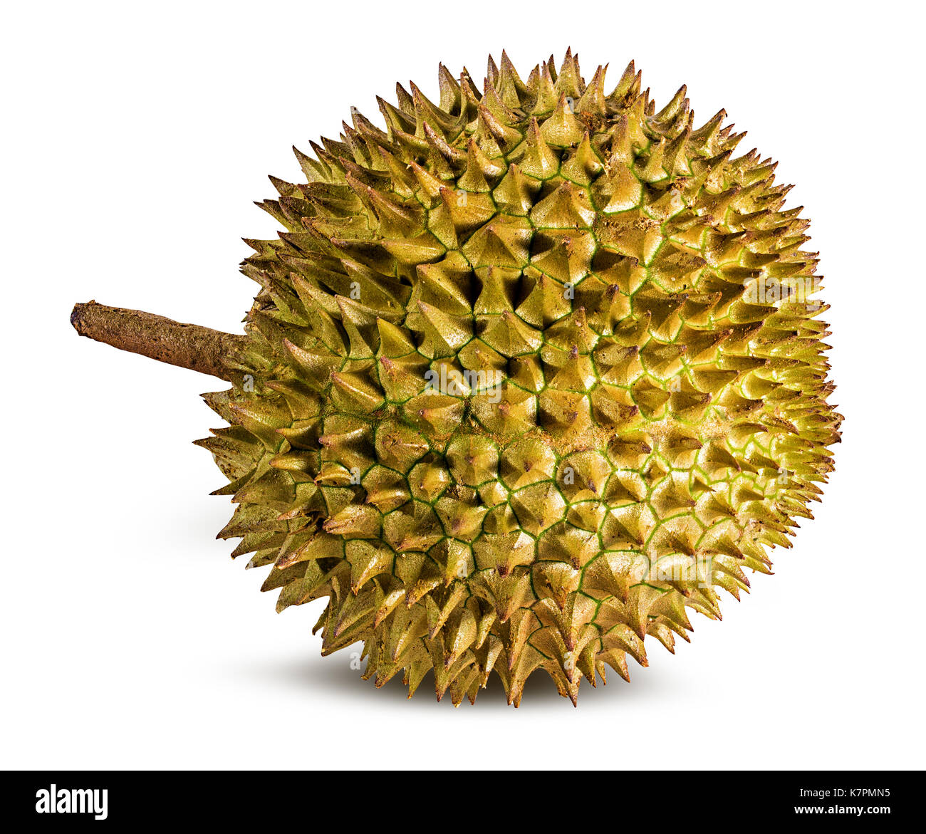 Fresco durian Immagini senza sfondo e Foto Stock ritagliate - Alamy