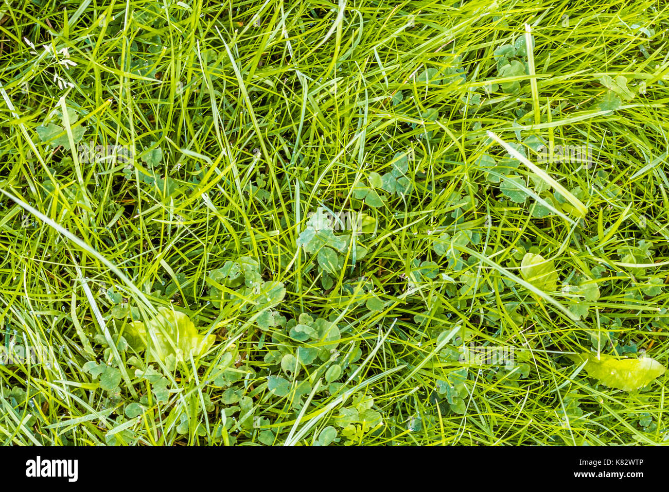 Verde erba texture con modelli naturali vista da sopra può essere usata ...