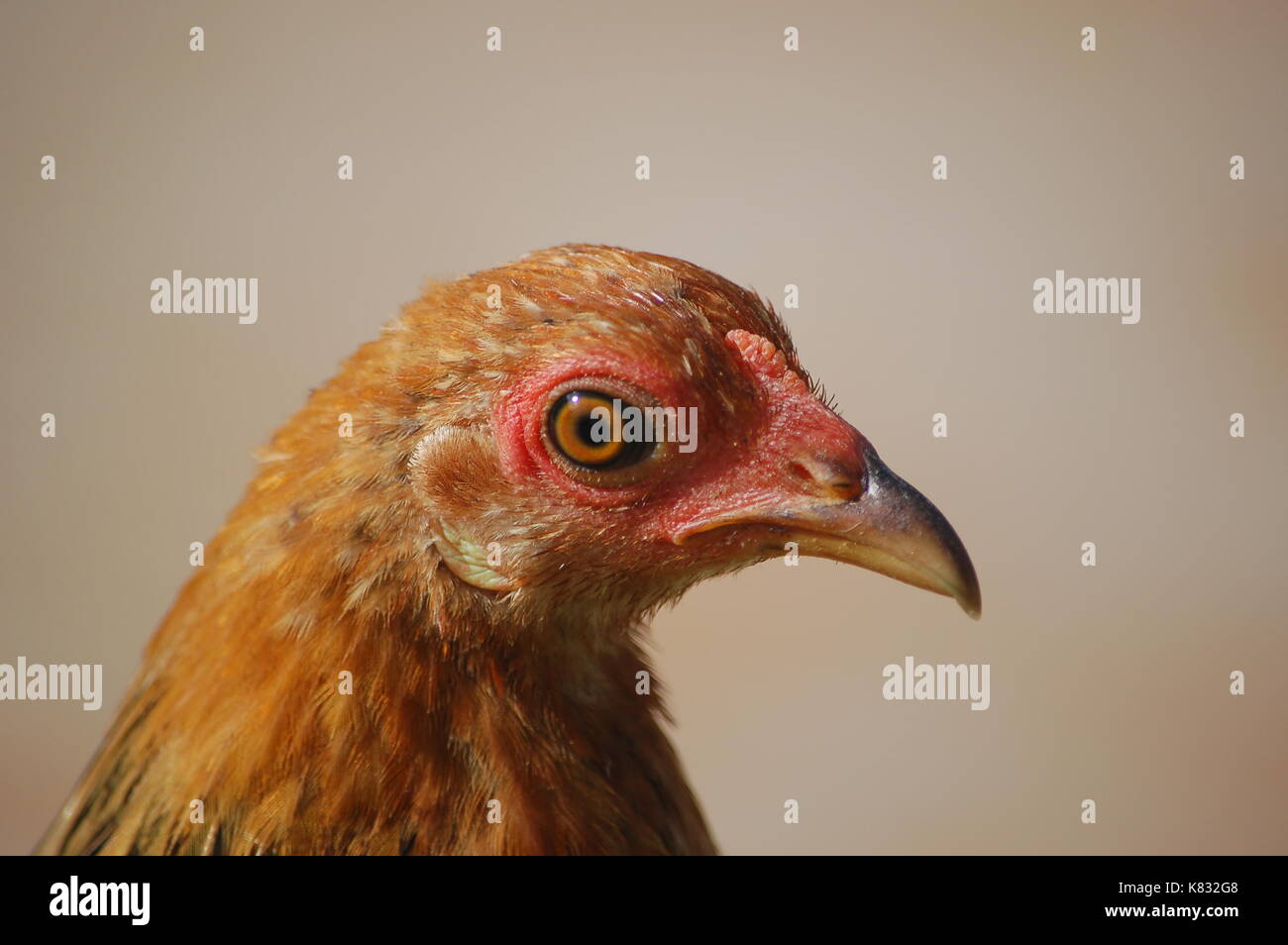 Occhio di pollo immagini e fotografie stock ad alta risoluzione - Alamy