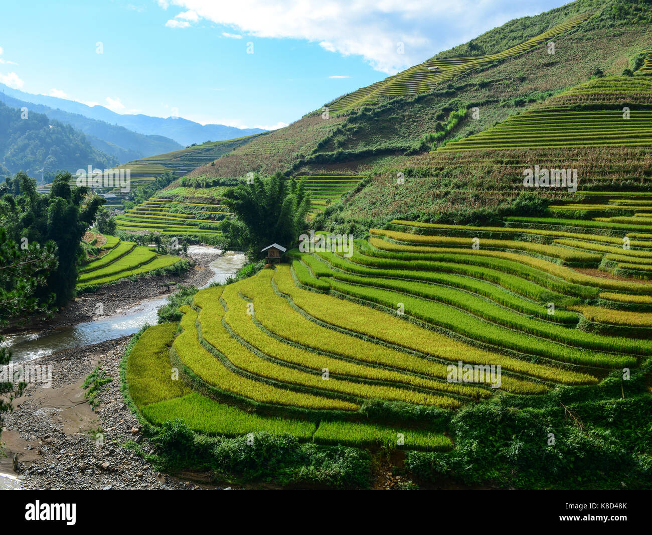 Paesaggio di riso terrazzati campo nel nord del Vietnam. campi di riso ...