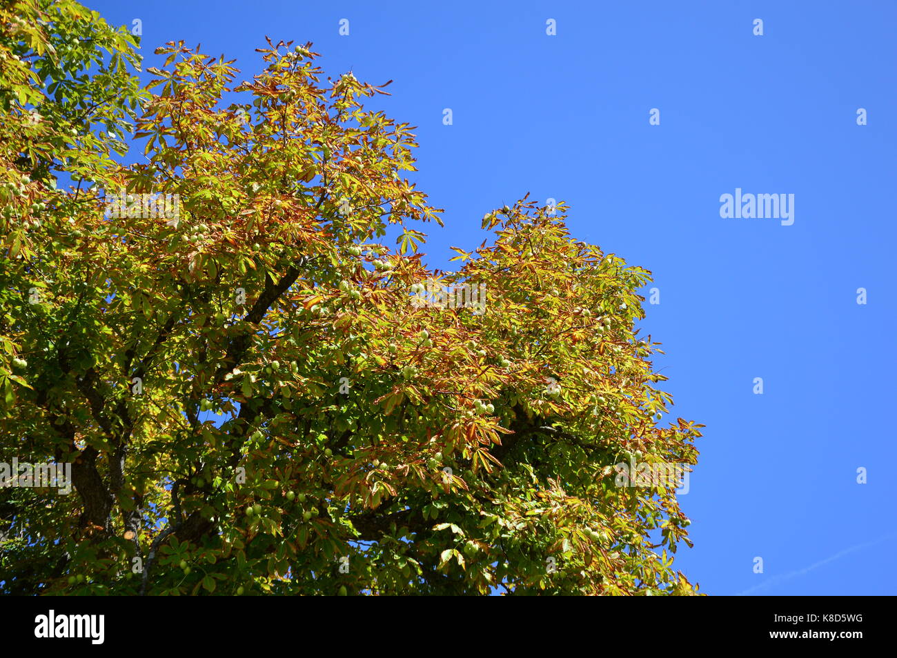 Albero di castagne immagini e fotografie stock ad alta risoluzione - Alamy