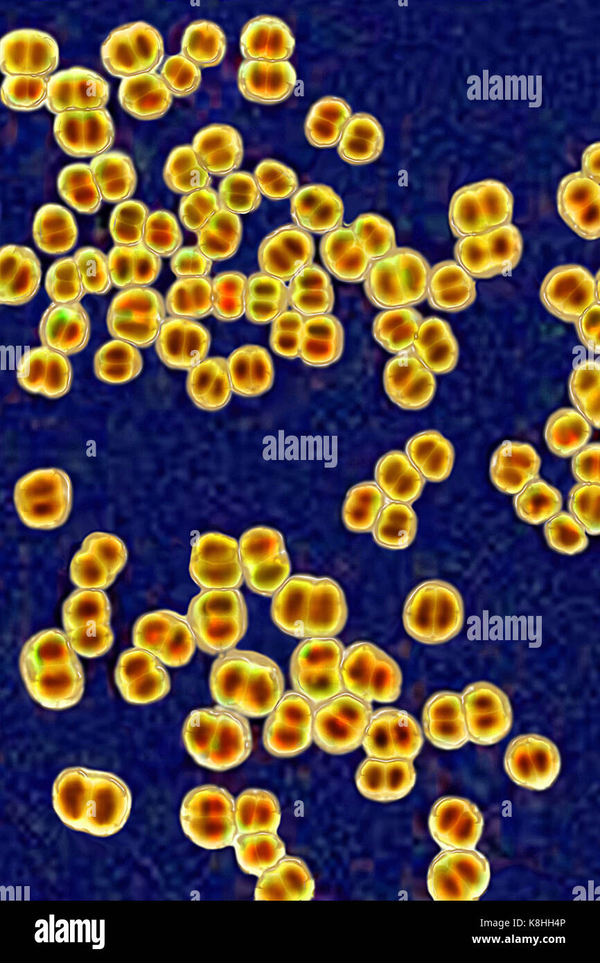 Neisseria sp immagini e fotografie stock ad alta risoluzione - Alamy