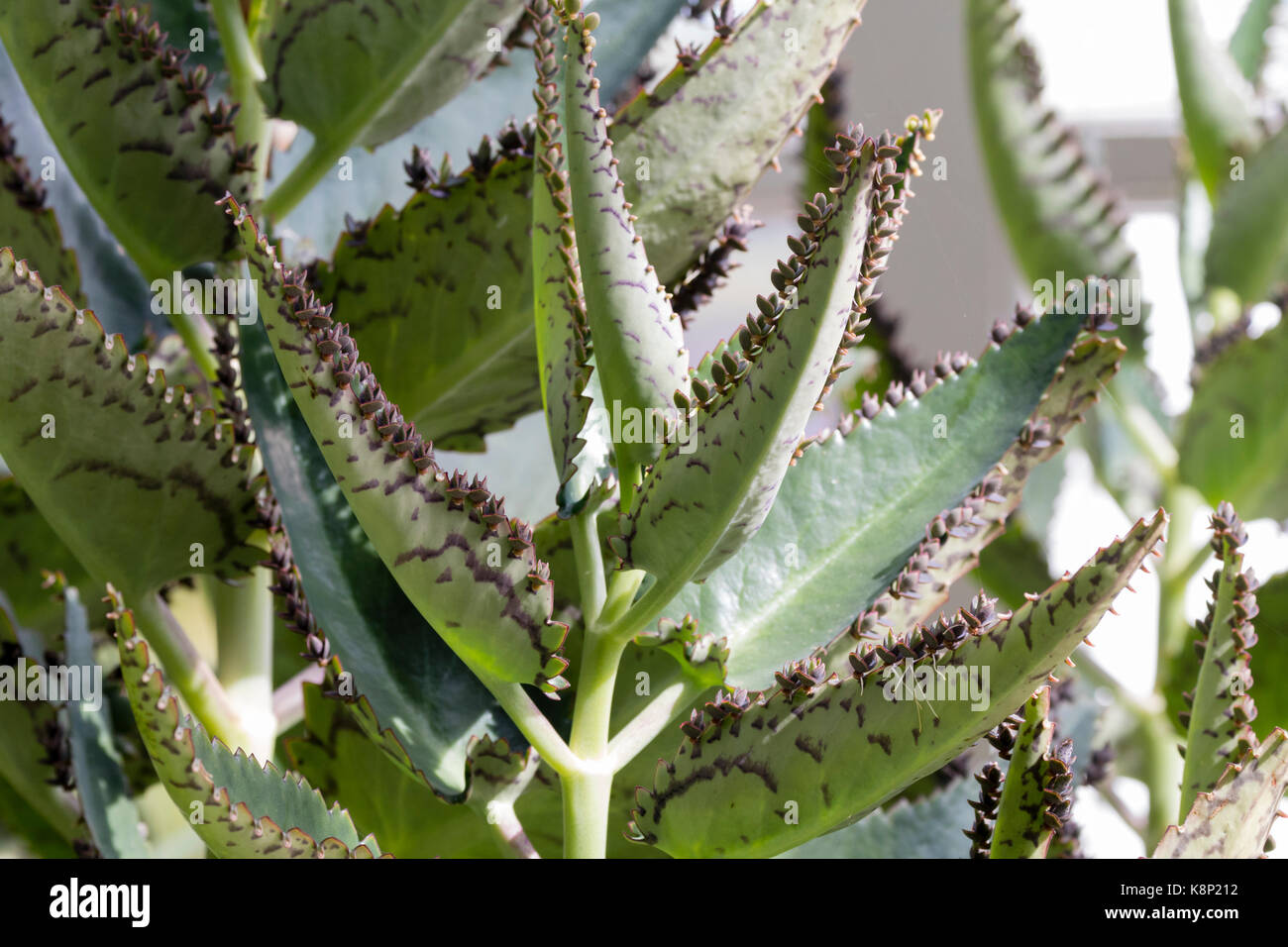 Diavoli backbone kalanchoe daigremontiana immagini e fotografie stock ...
