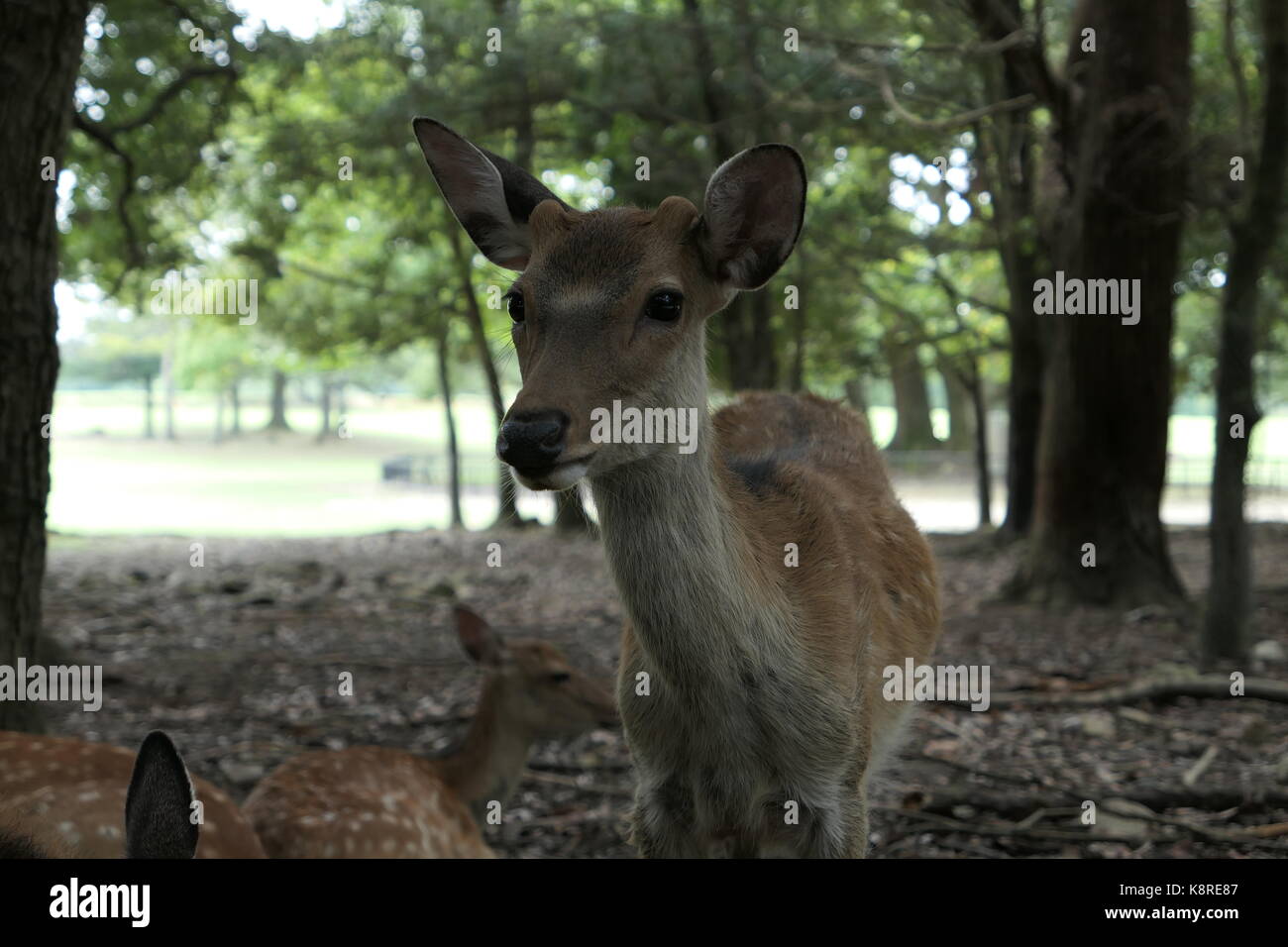 Passeggiata nel parco dei cervi immagini e fotografie stock ad alta ...