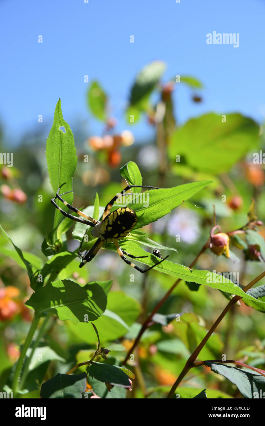 Mosca ragno immagini e fotografie stock ad alta risoluzione - Alamy