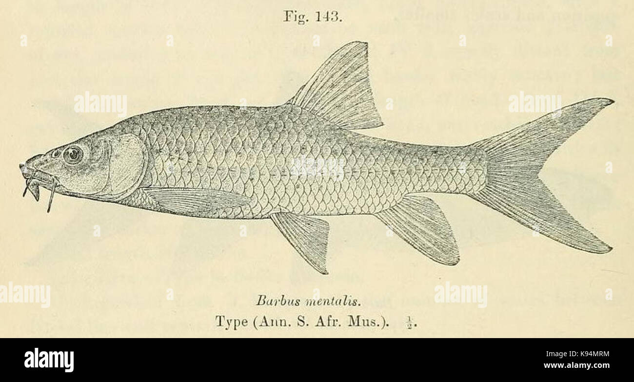 Labeobarbus aeneus immagini e fotografie stock ad alta risoluzione - Alamy