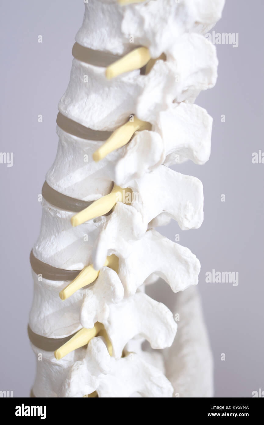 Colonna vertebrale umana vertebra colonna vertebrale medical modello ...