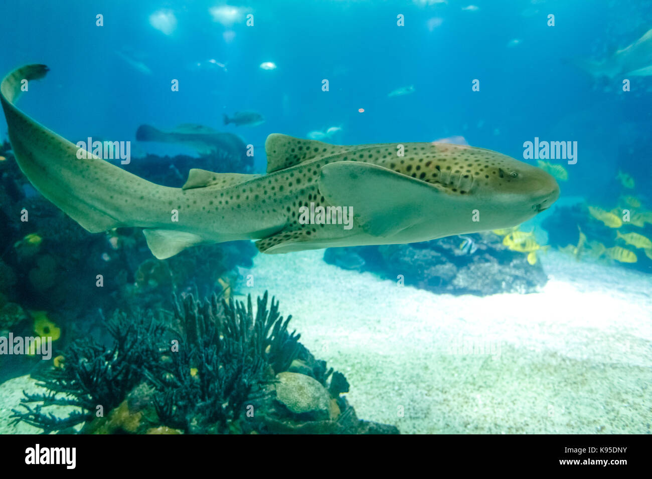 Squalo leopardo immagini e fotografie stock ad alta risoluzione - Alamy