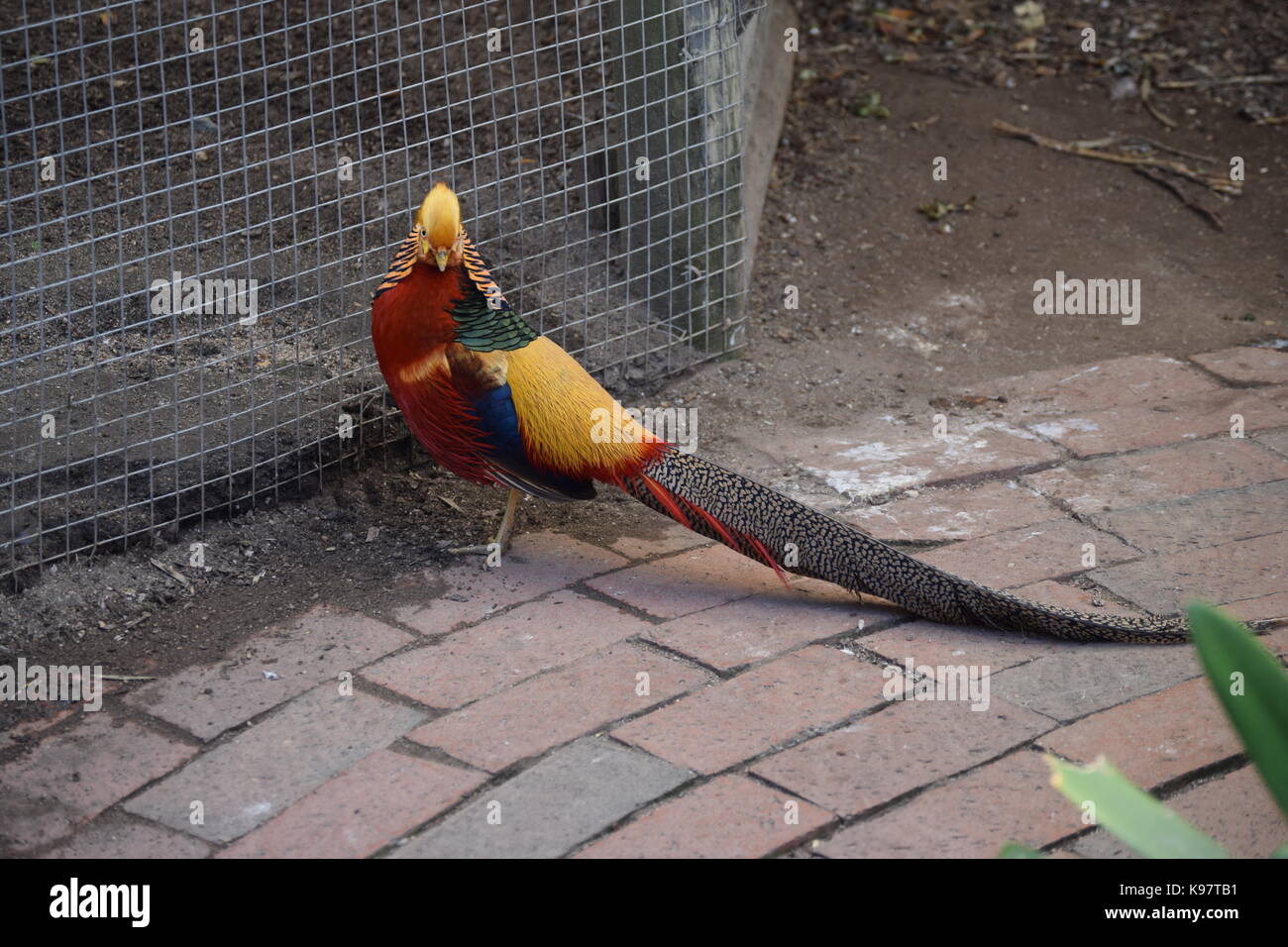 Fagiano dorato fagiano cinese chrysolophus pictus immagini e fotografie ...