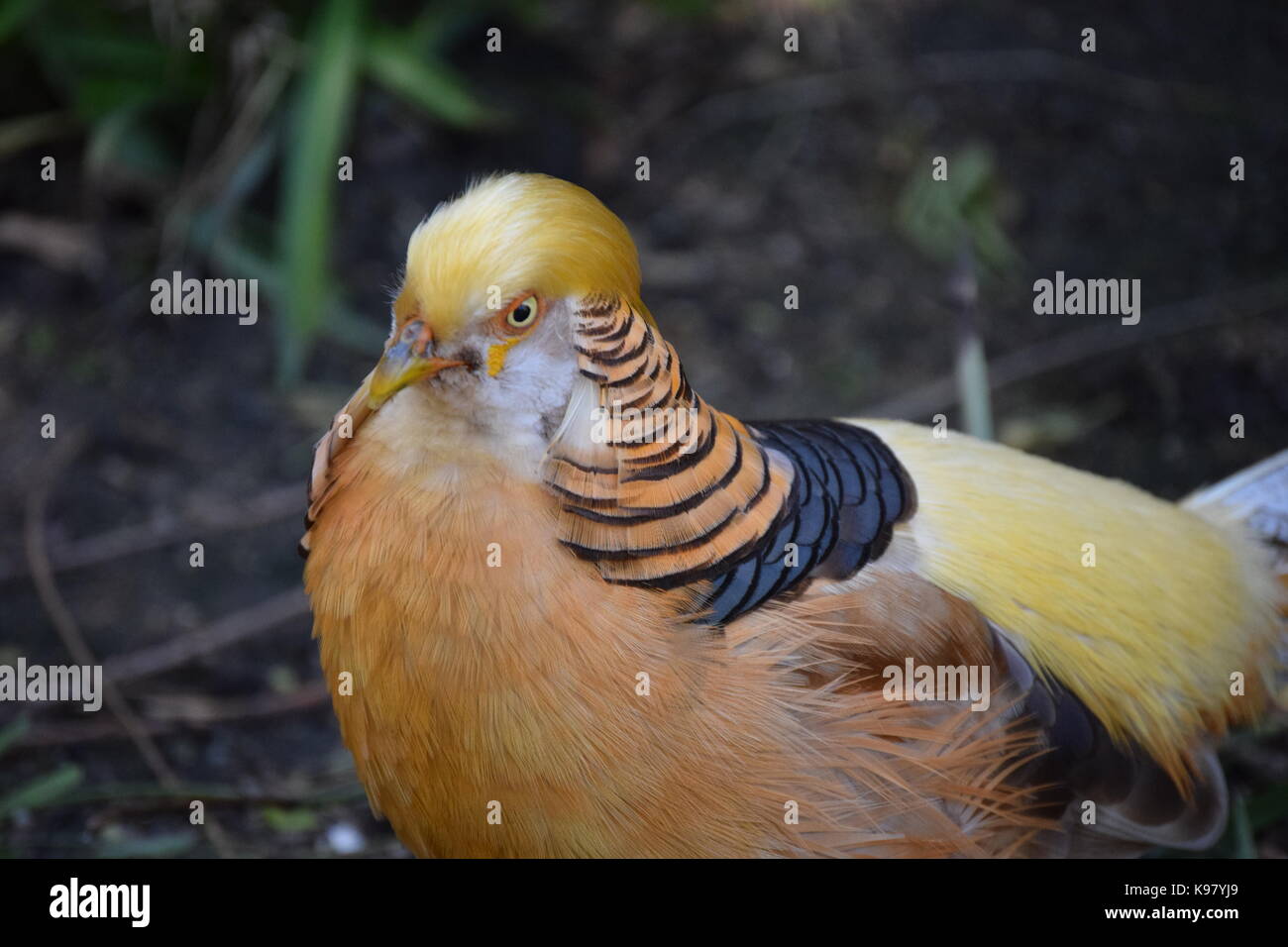 Fagiano dorato fagiano cinese chrysolophus pictus immagini e fotografie ...