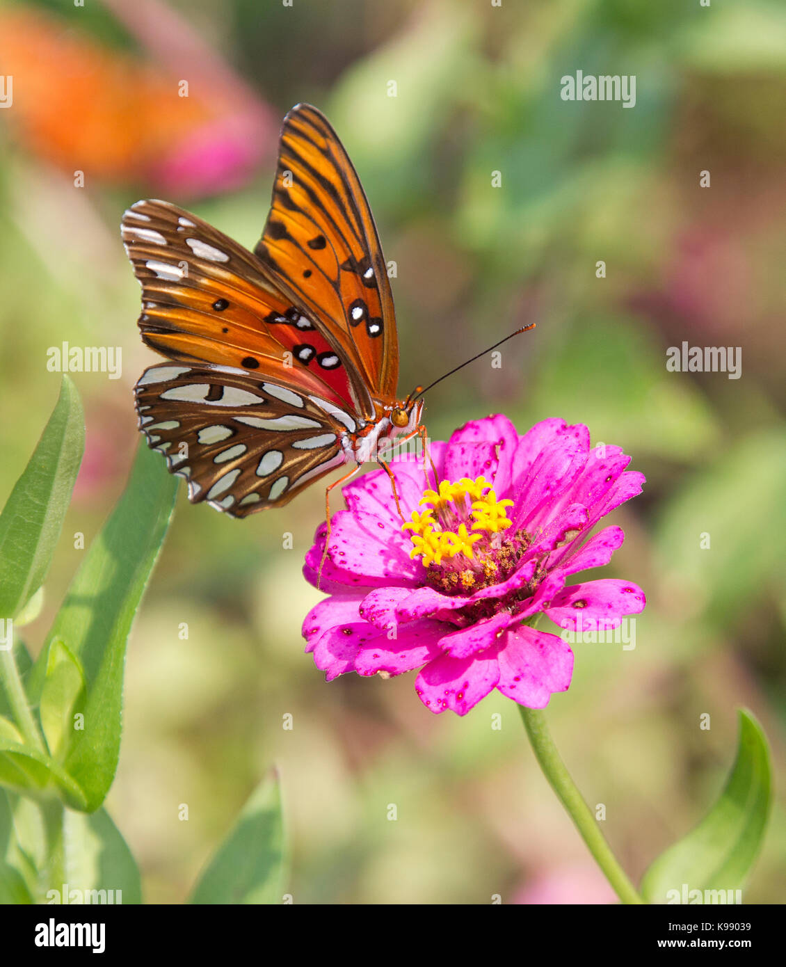 Gulf fritillary butterfly immagini e fotografie stock ad alta ...