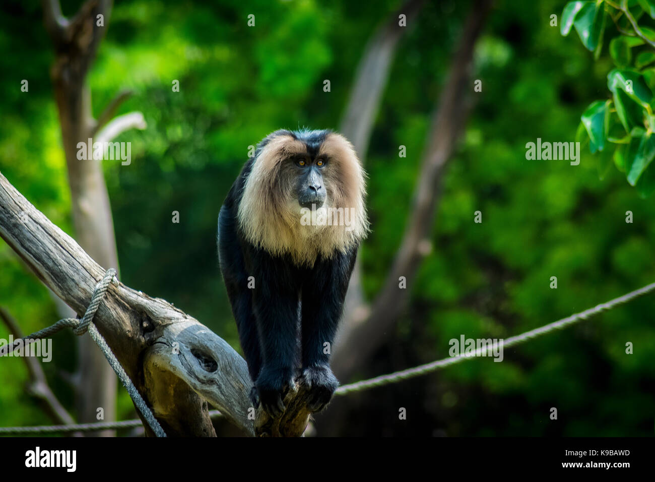 Leone a coda immagini e fotografie stock ad alta risoluzione - Alamy