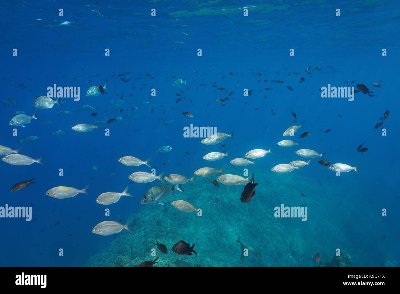 Mare mediterraneo secca di pesci subacquei con castagnole, salpe porgy ...