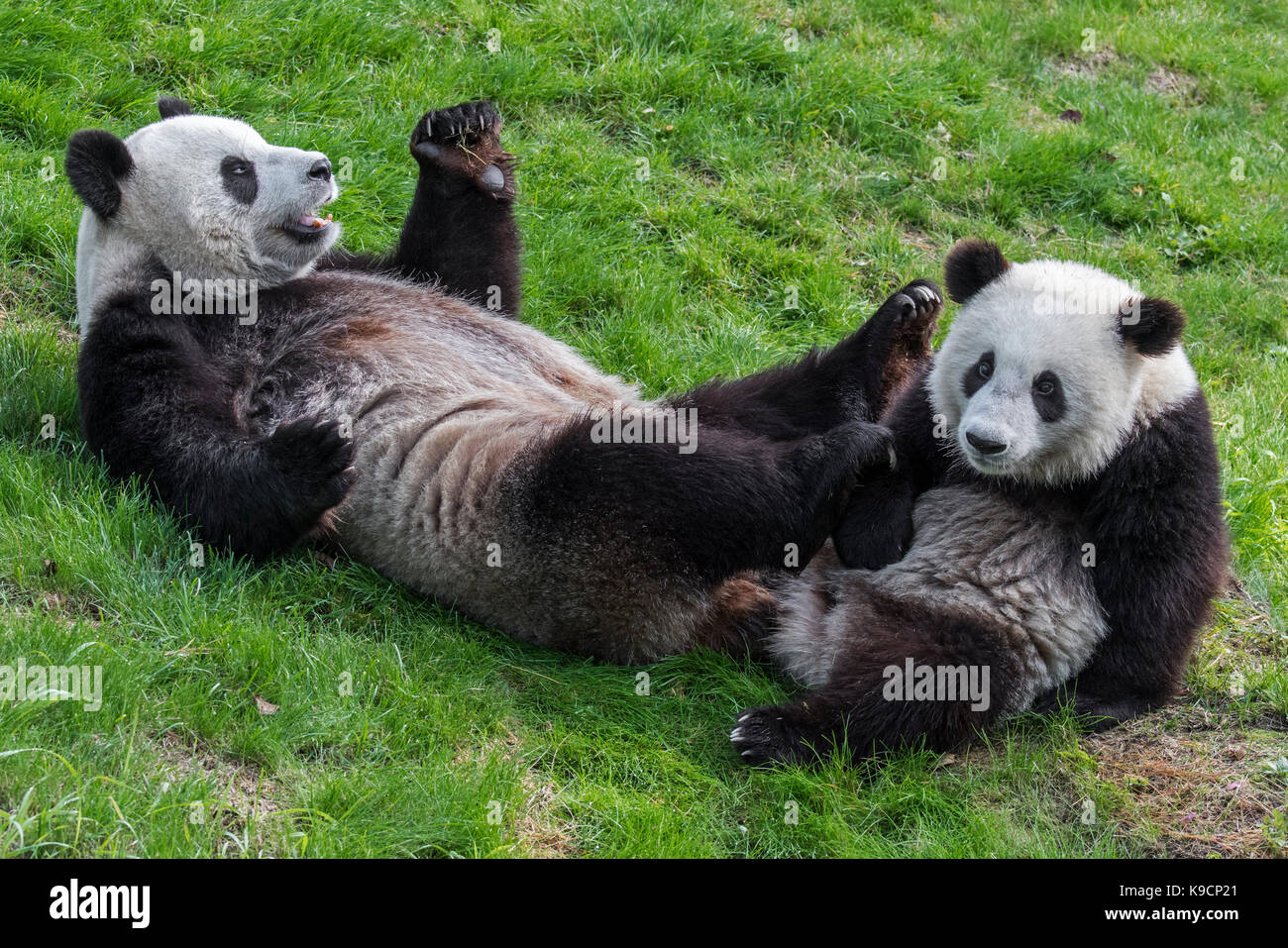 Panda femmina immagini e fotografie stock ad alta risoluzione - Alamy