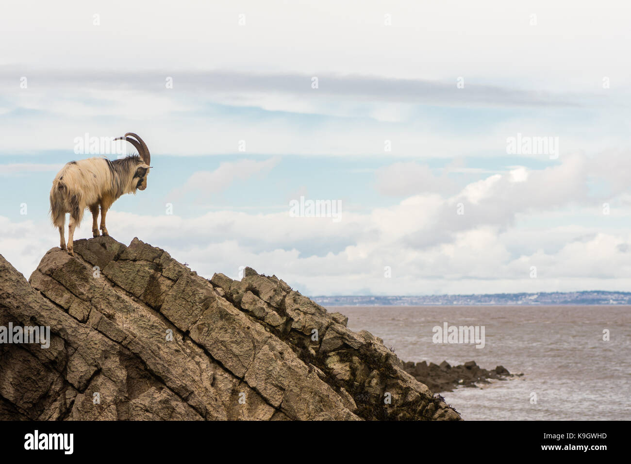Capra di mare immagini e fotografie stock ad alta risoluzione - Alamy