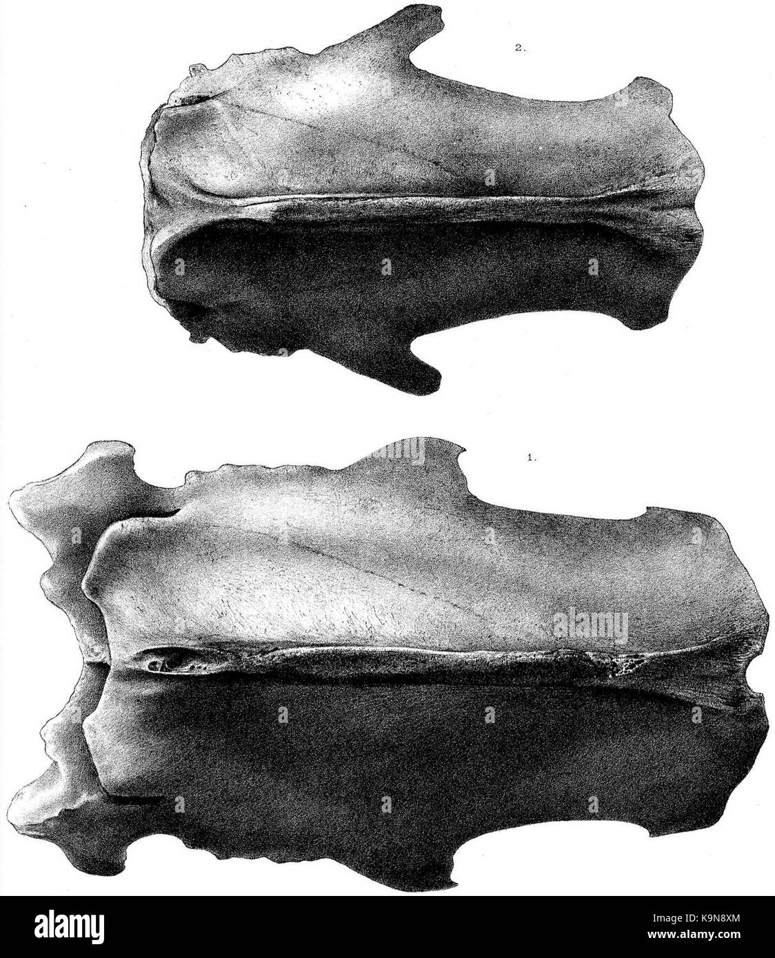 Sterno Foto e Immagini Stock in Bianco e Nero - Alamy