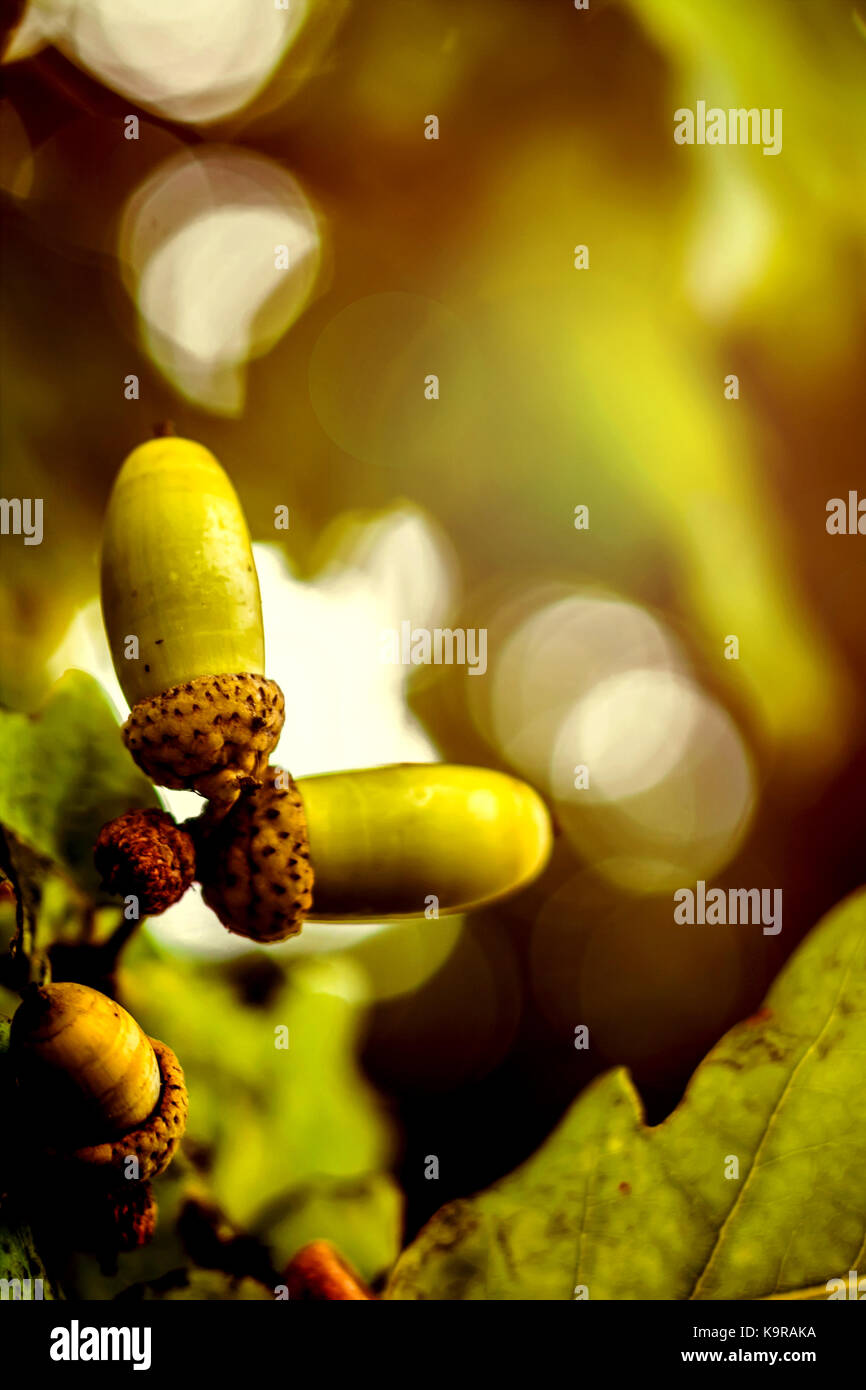 Ramo di quercia con foglie verdi e ghiande in una giornata di sole ...