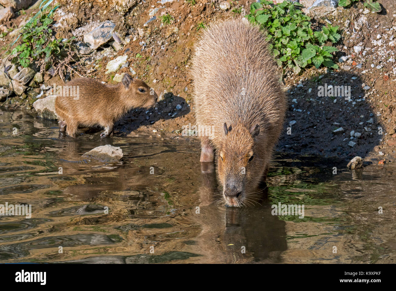 Capibara (hydrochoerus hydrochaeris / hydrochoeris hydrochaeris) acqua ...