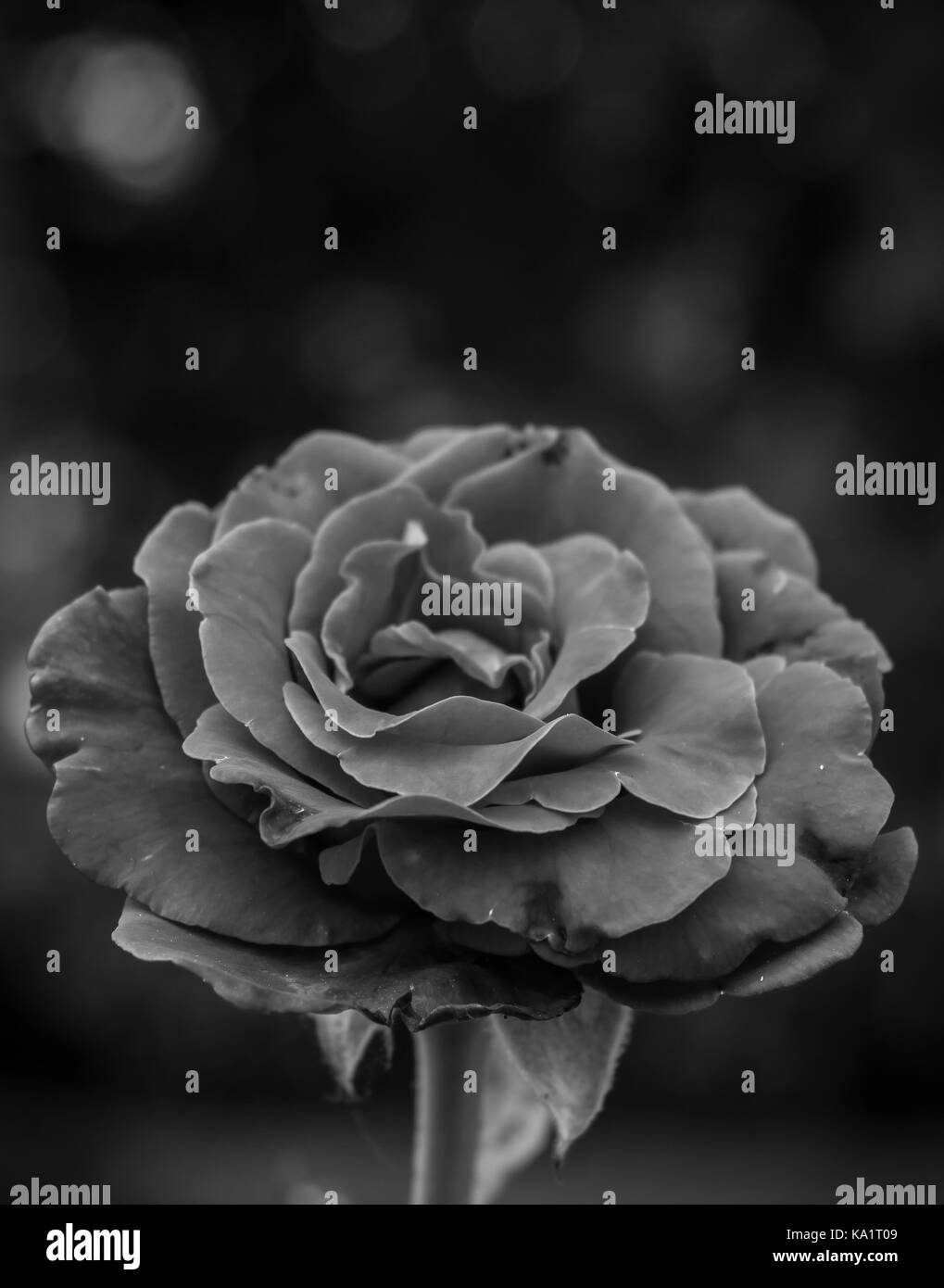 Rosa rossa sfondo nero Foto e Immagini Stock in Bianco e Nero - Alamy