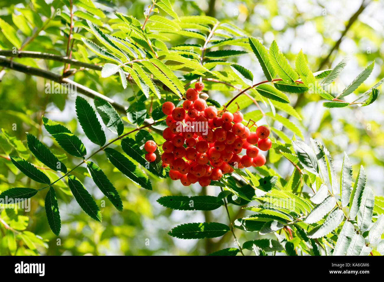 Sorbo albero sorbus aucuparia immagini e fotografie stock ad alta ...