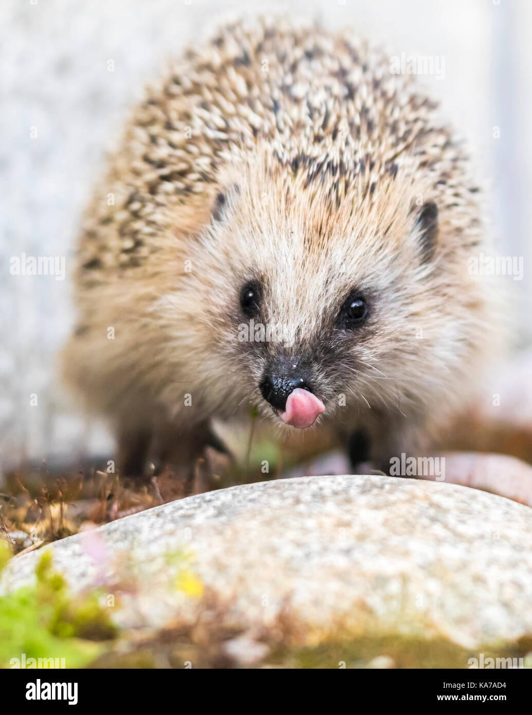 Riccio comune immagini e fotografie stock ad alta risoluzione - Alamy