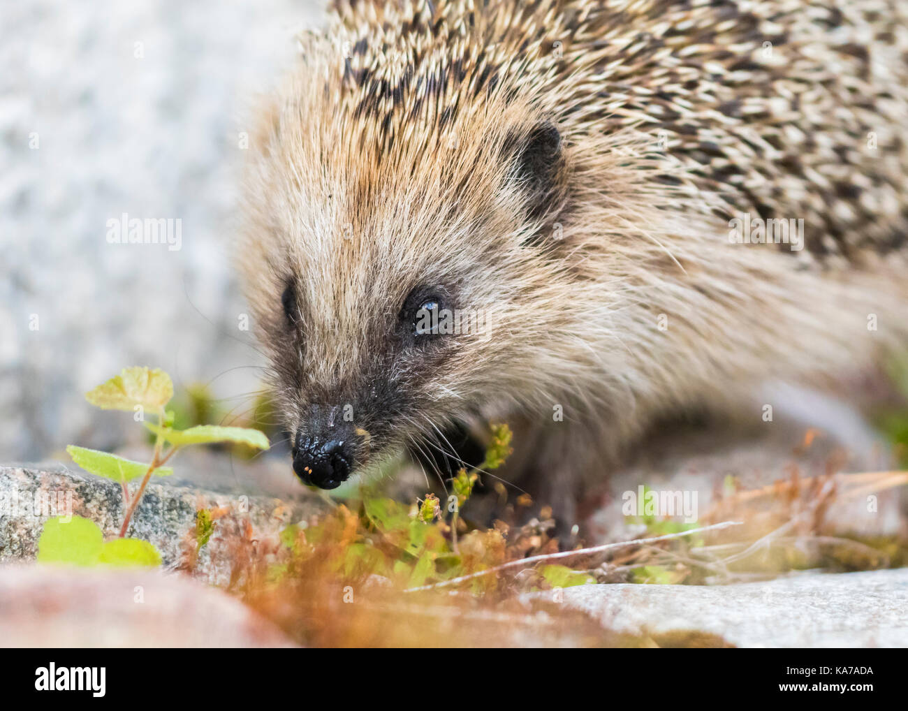 Riccio comune immagini e fotografie stock ad alta risoluzione - Alamy