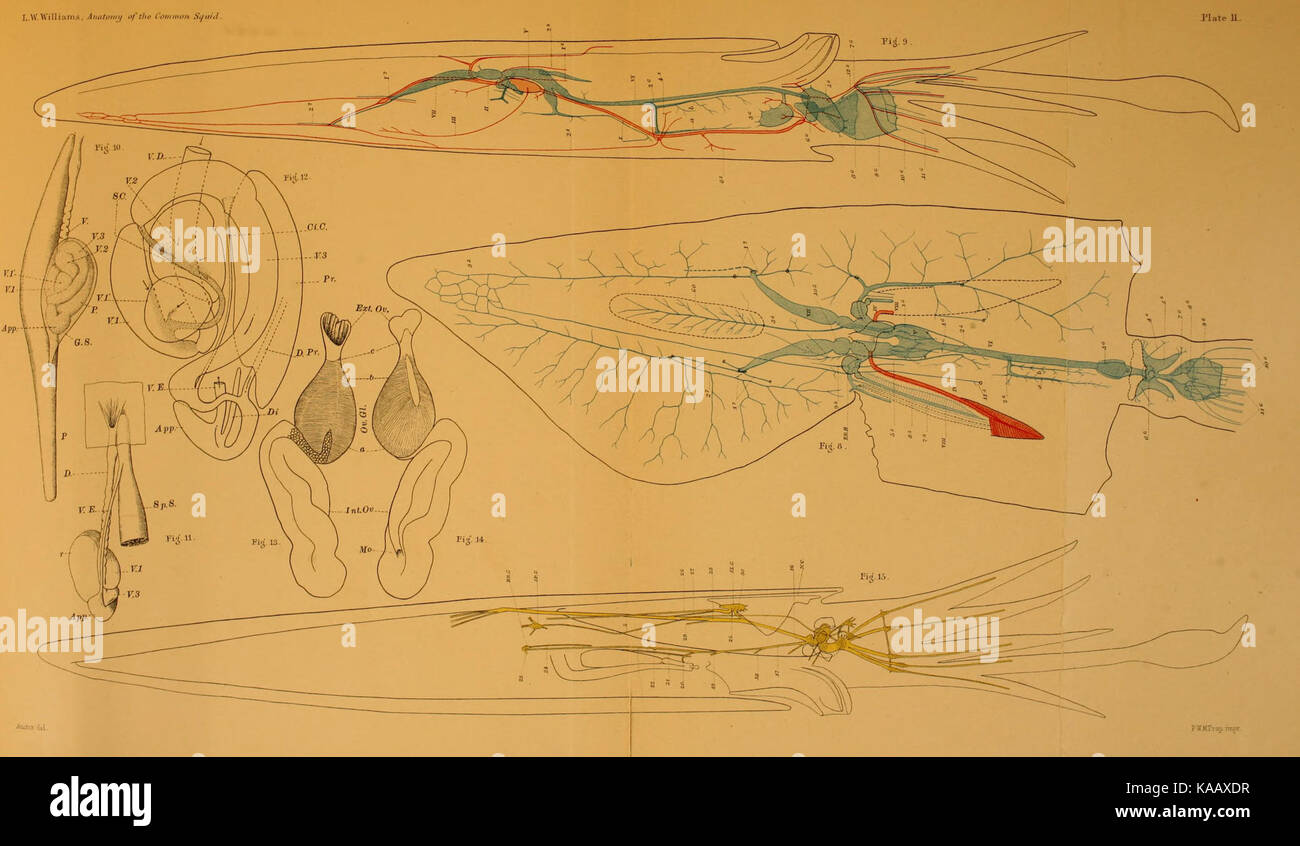 Anatomia del calamaro immagini e fotografie stock ad alta risoluzione ...