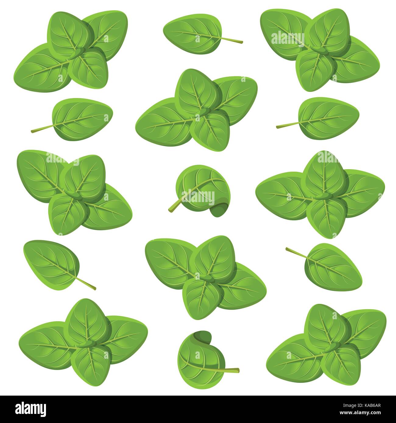Origano impostare il disegno vettoriale. isolato origano pianta con ...