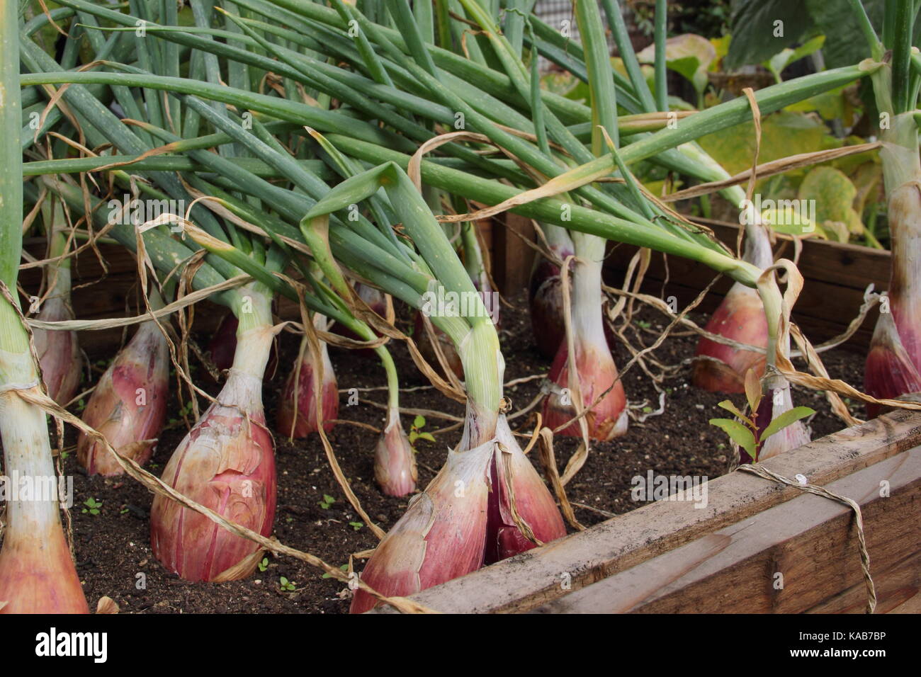 Cipolle rosse lunghe firenze immagini e fotografie stock ad alta ...