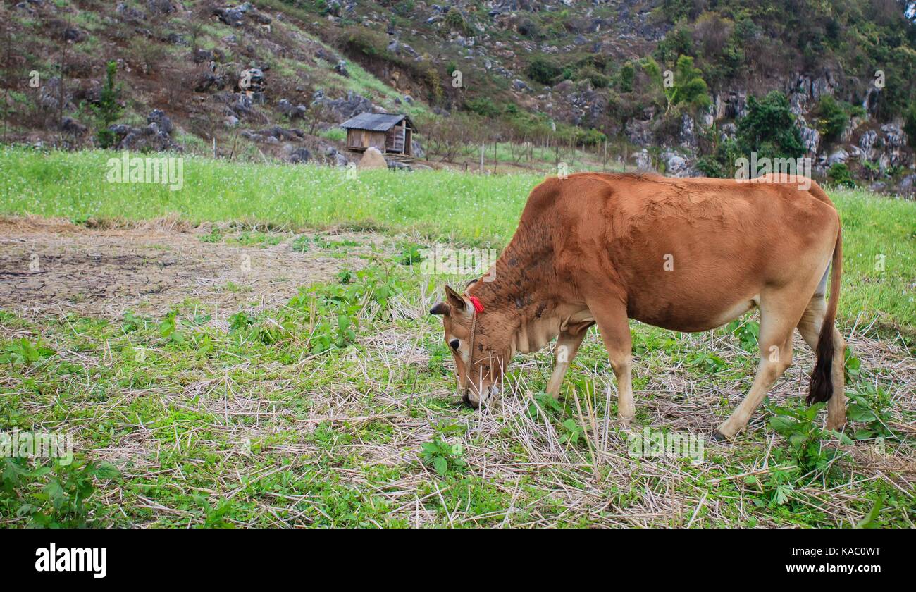 Specie indigena immagini e fotografie stock ad alta risoluzione - Alamy