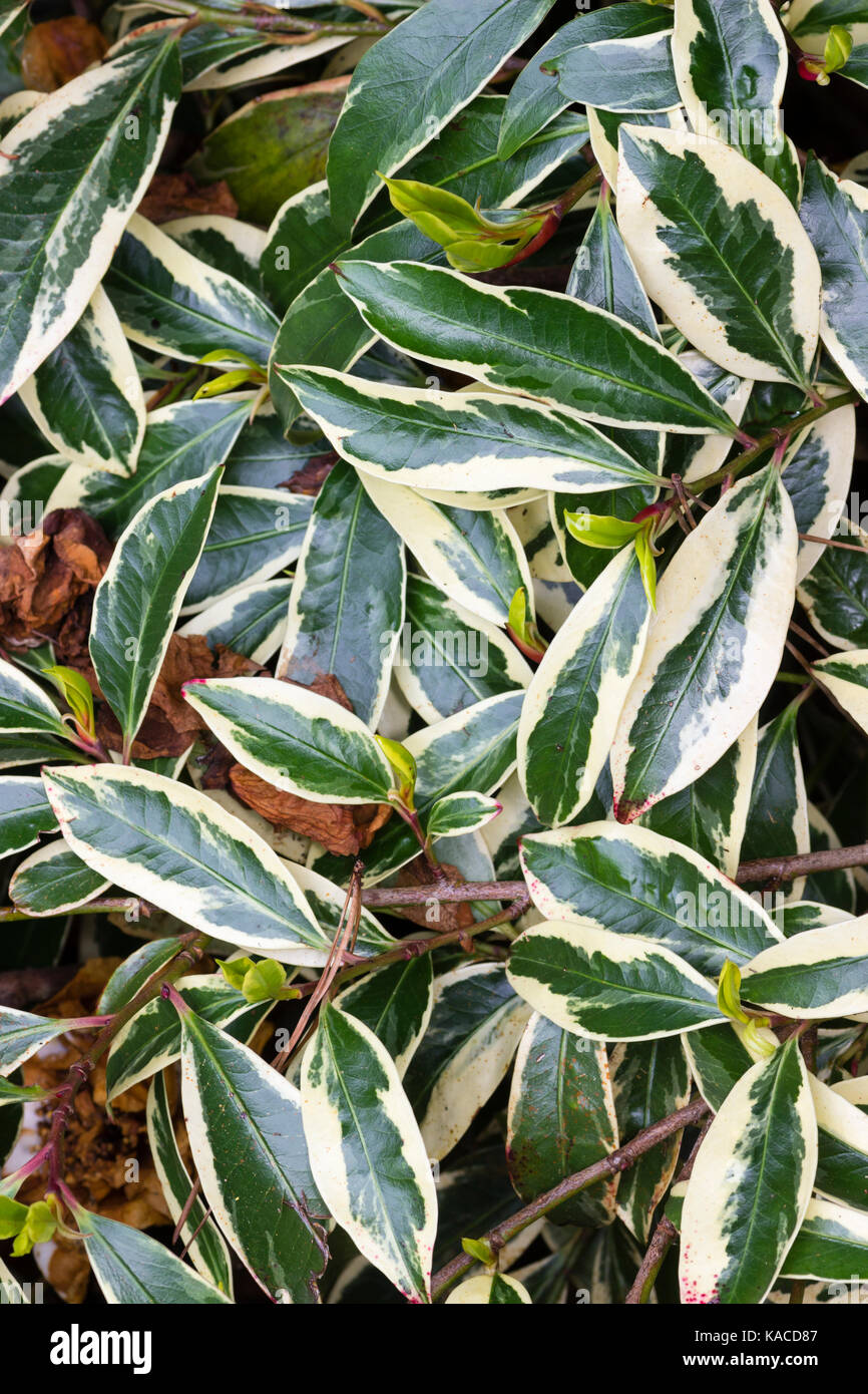 Eurya latifolia variegata immagini e fotografie stock ad alta ...