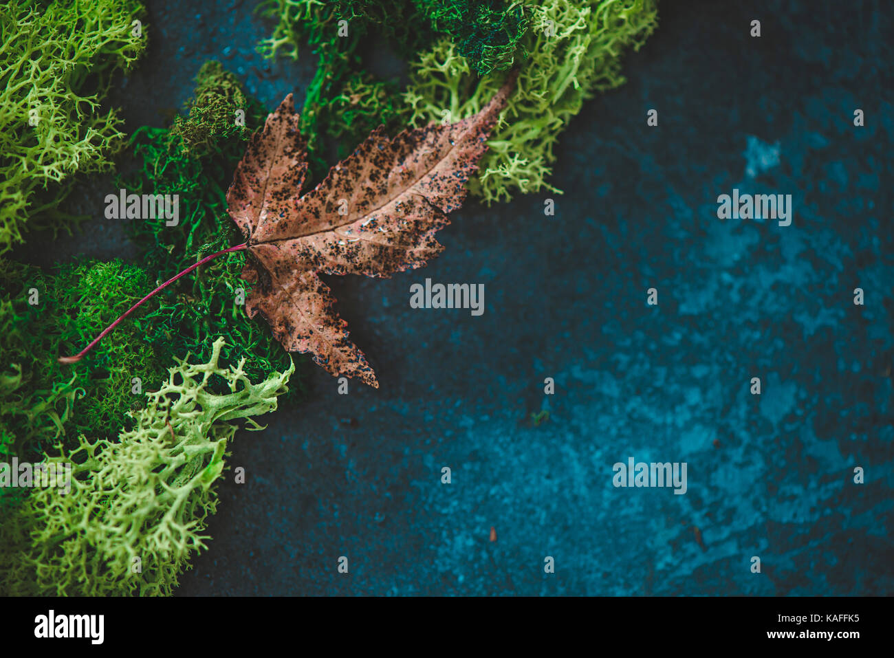 Muschio in acero rosso immagini e fotografie stock ad alta risoluzione ...
