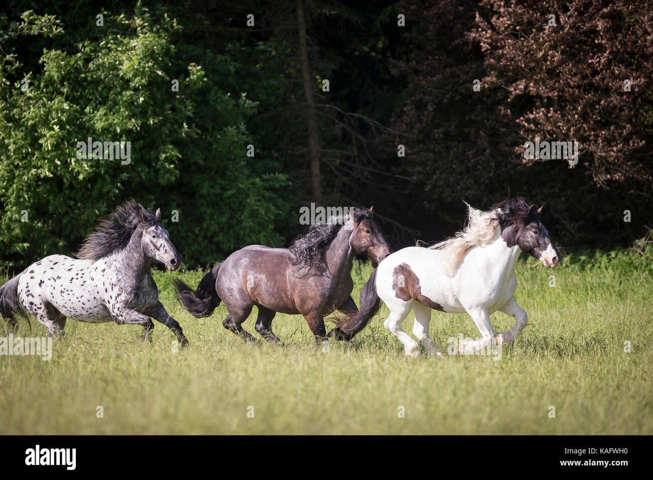 Noriker cavallo giovanile cavalli roano blu immagini e fotografie stock ...