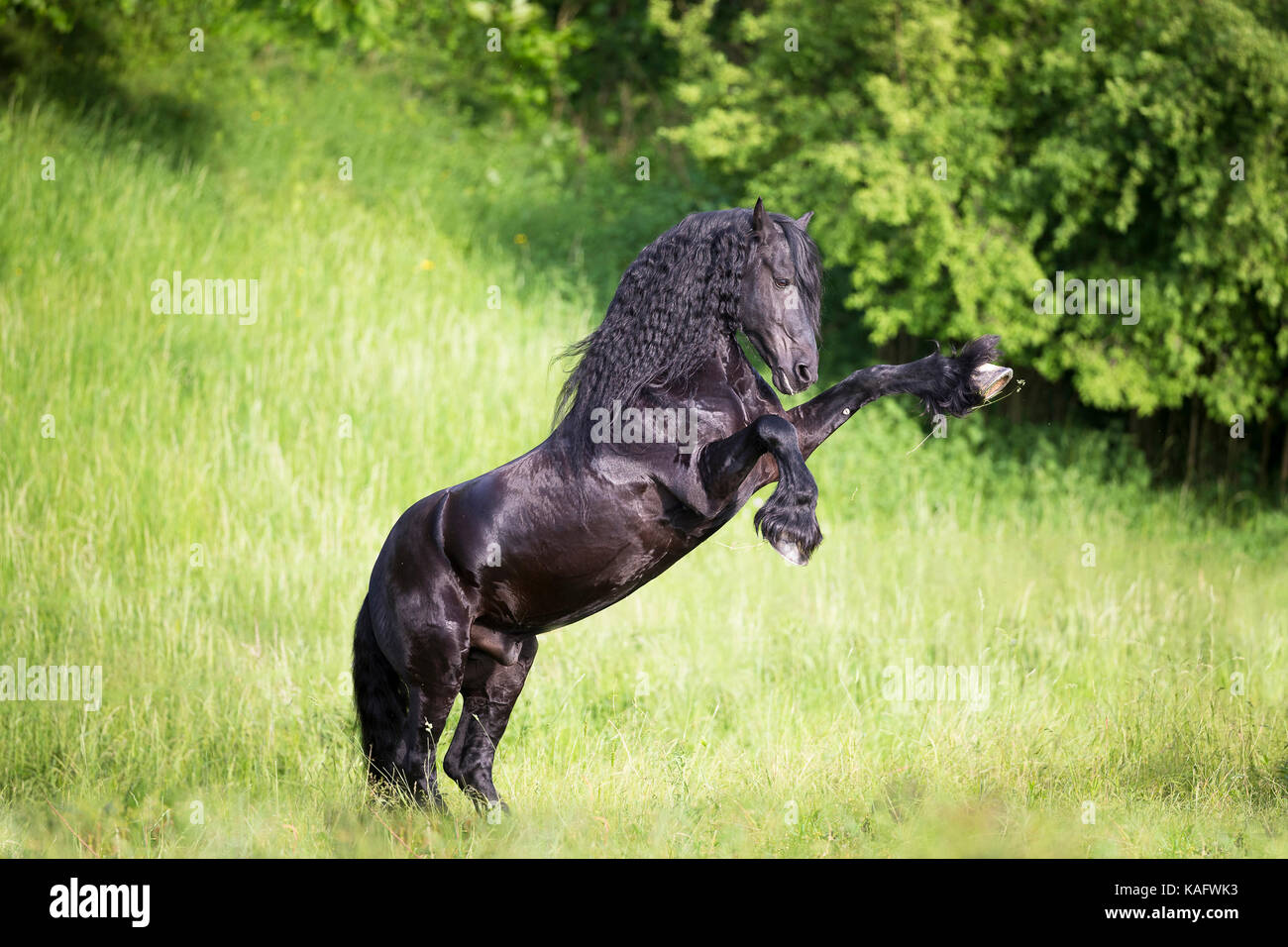 Cavallo frisone nero immagini e fotografie stock ad alta risoluzione ...