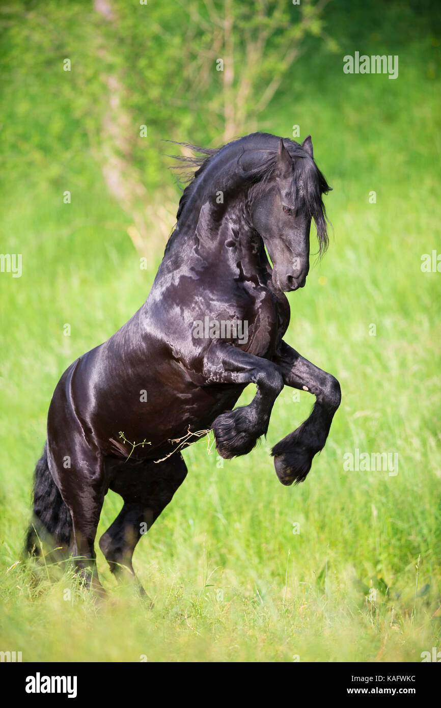 Cavallo frisone nero immagini e fotografie stock ad alta risoluzione ...