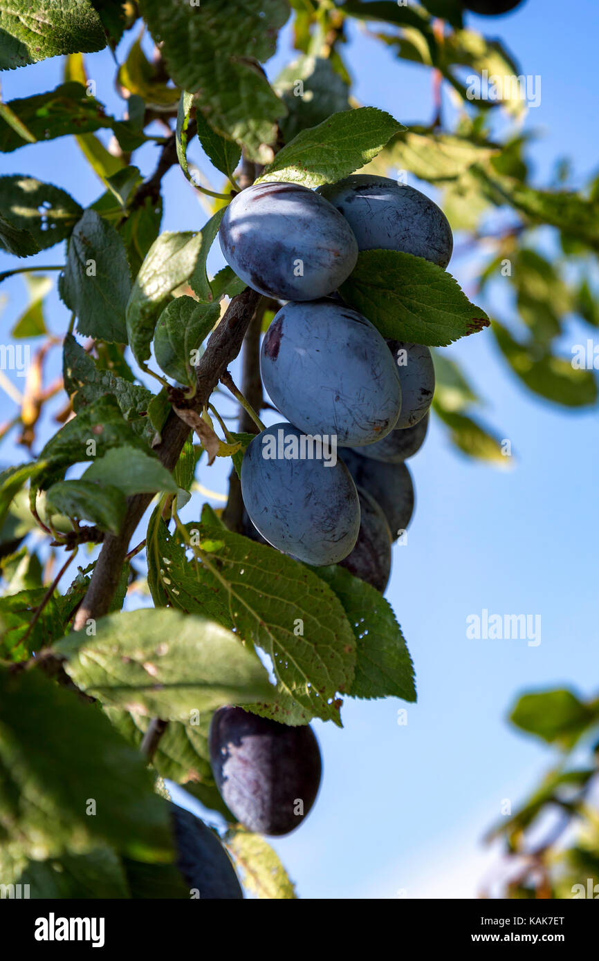 Mature vecchia razza ungherese prugna sulla struttura ad albero Foto ...